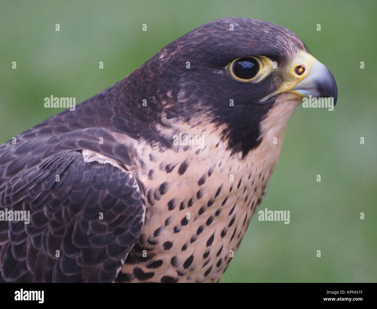 Falcon field hi-res stock photography and images - Alamy
