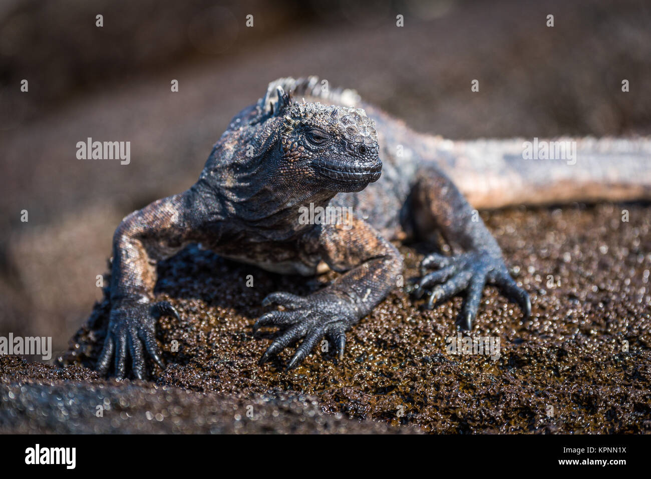 Wet lizard hi-res stock photography and images - Alamy