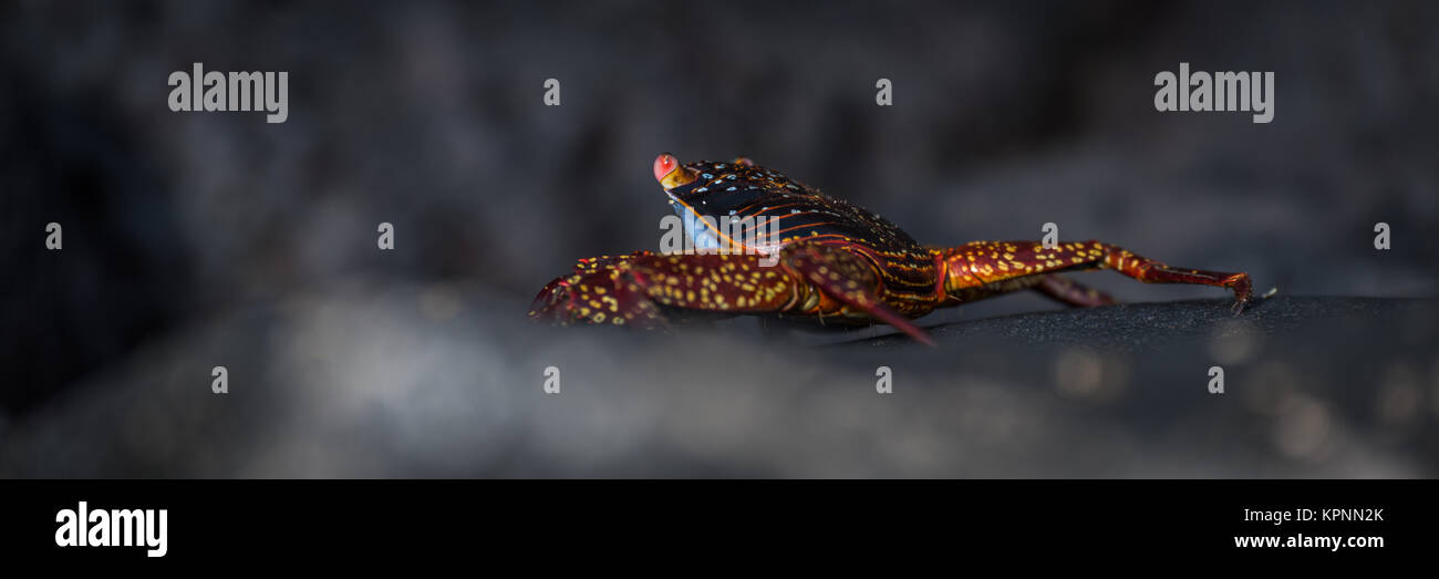 Panorama of Sally Lightfoot crab on rocks Stock Photo - Alamy