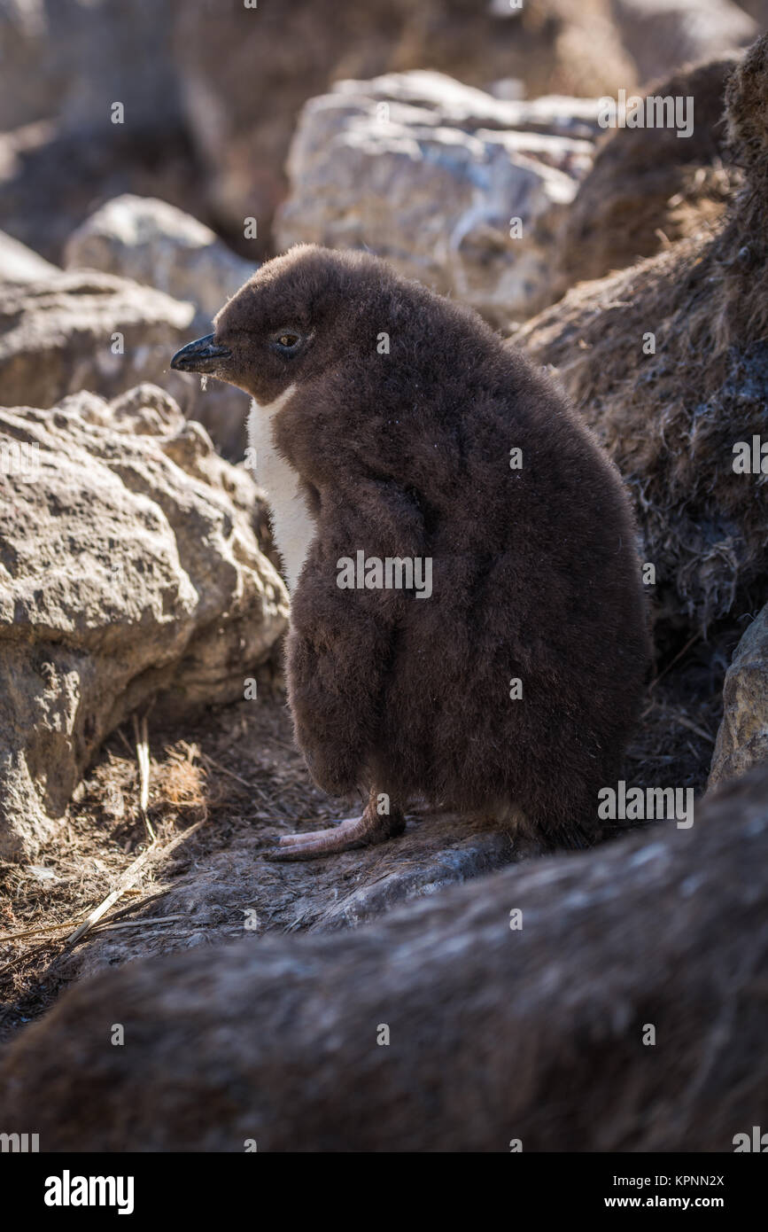 Rockhopper penguin chick in shade among rocks Stock Photo - Alamy