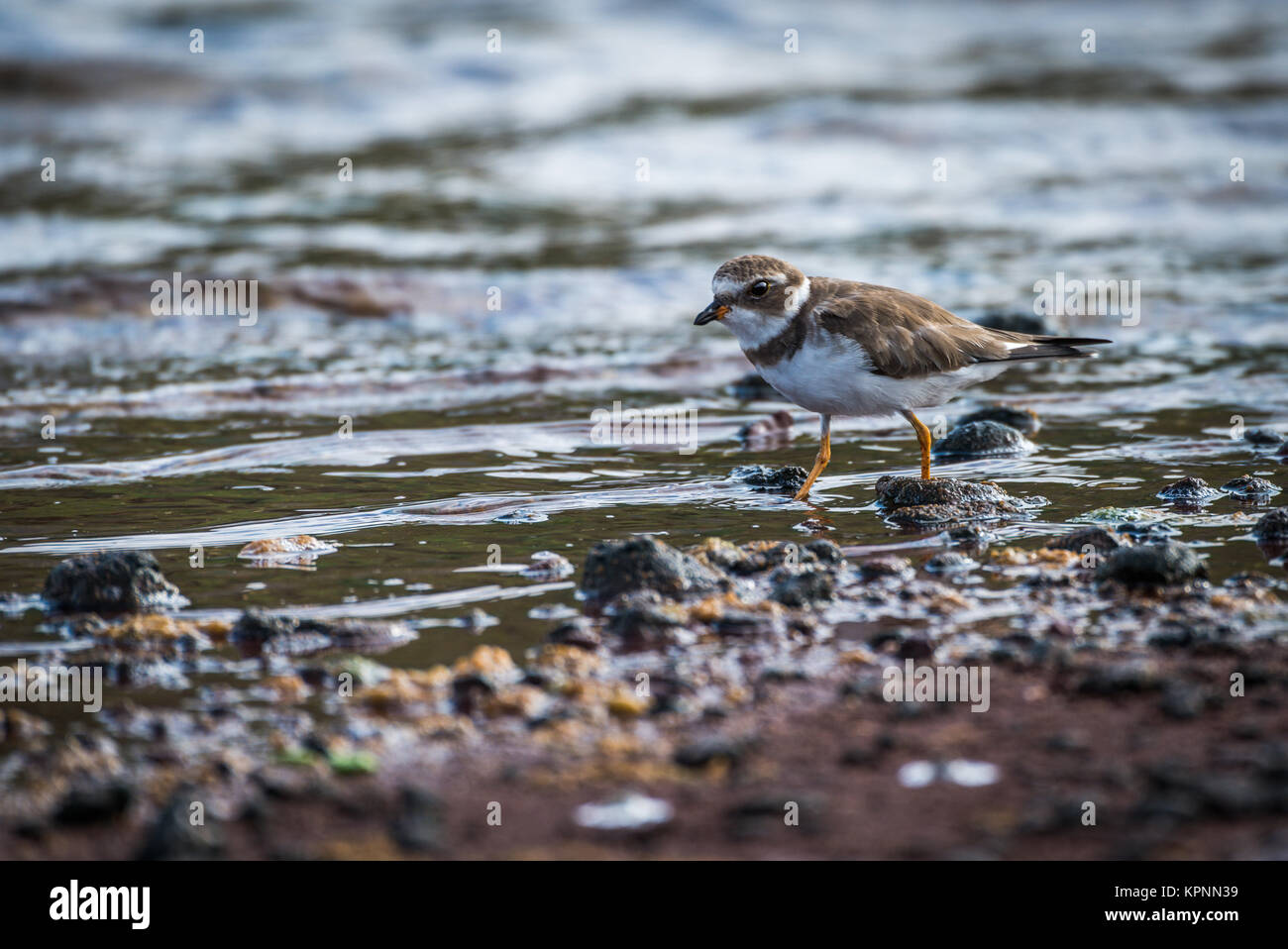Ruddy turnstone wading through shallow rock pool Stock Photo - Alamy