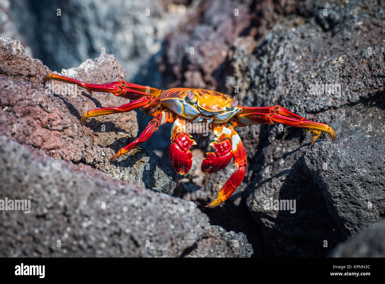 Sally Lightfoot crab crossing gap between rocks Stock Photo - Alamy