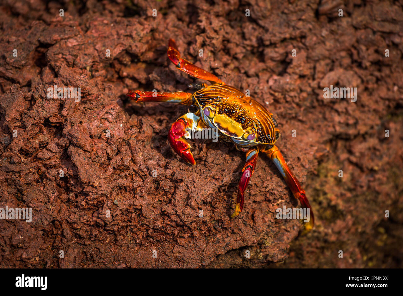 Sally Lightfoot crab climbing down brown rock Stock Photo - Alamy