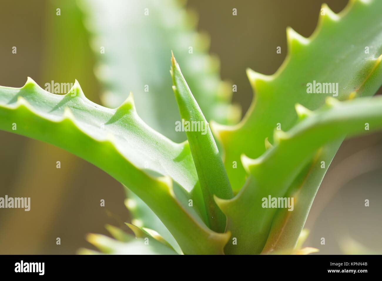Macro details of green Aloe Vera plant branches Stock Photo - Alamy