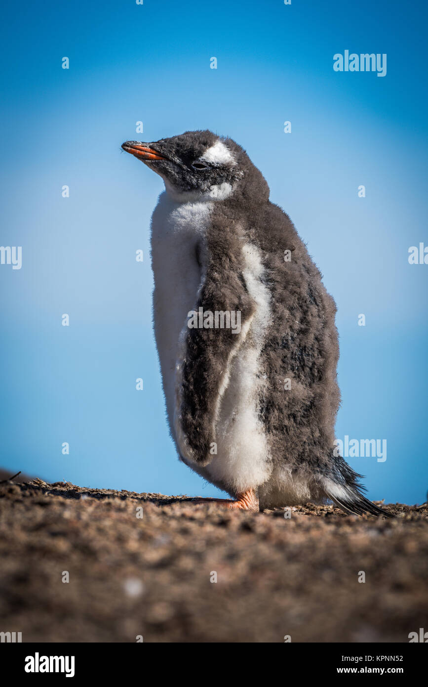 Sunny gentoo penguin chick on shingle horizon Stock Photo - Alamy
