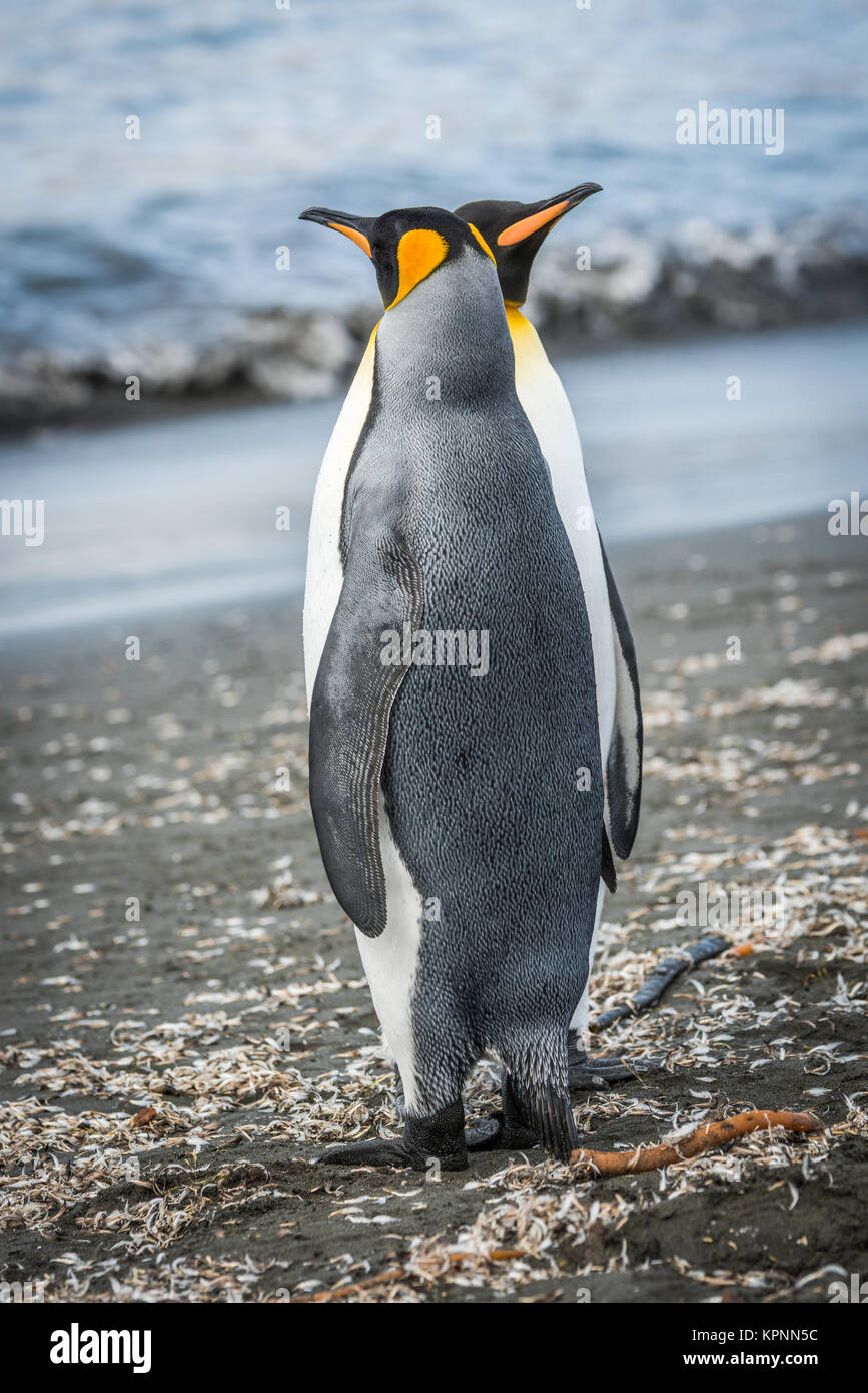 Two king penguins pointing in different directions Stock Photo - Alamy