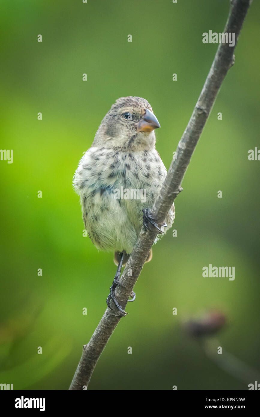 Finch forest hi-res stock photography and images - Alamy