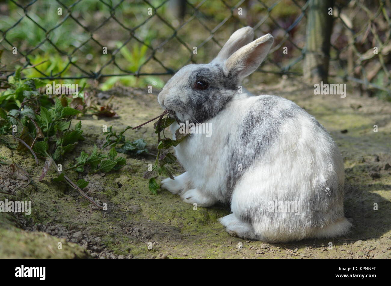 Domestic rabbit eats deaf nettle Stock Photo - Alamy