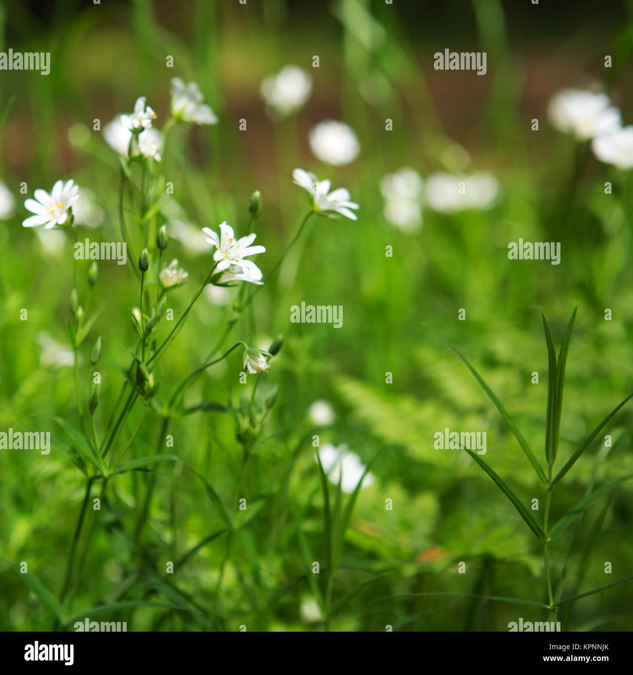 Beautiful white wild flowers in spring forest Stock Photo - Alamy