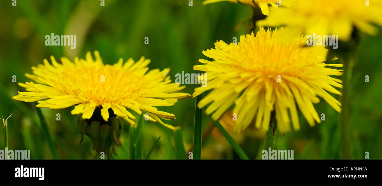 Top view of sunny yellow dandelion flowers Stock Photo - Alamy