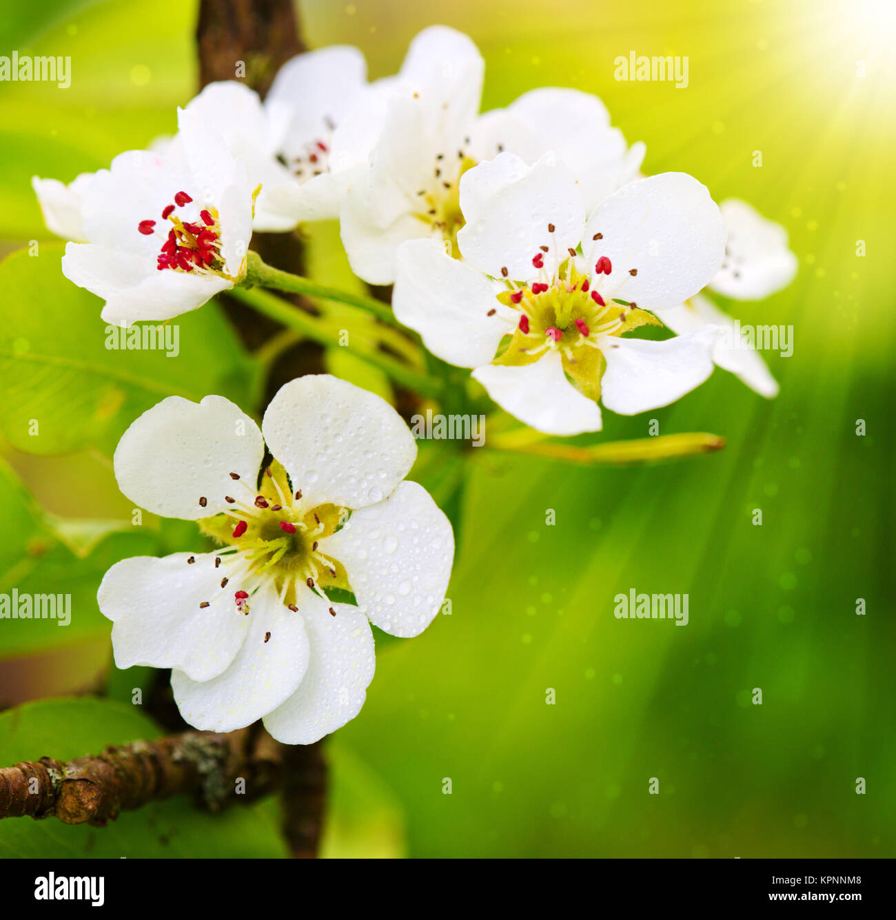 White tree blossoms in the spring garden Stock Photo - Alamy