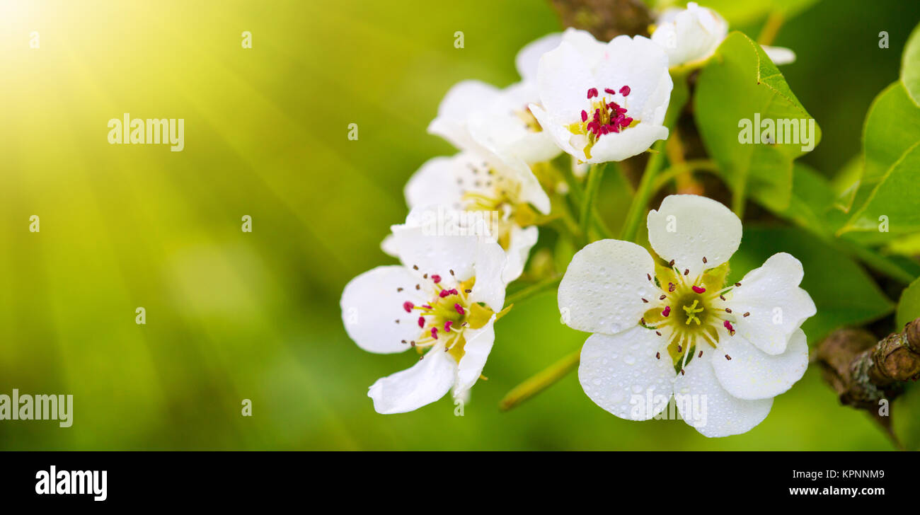 White tree blossoms in the spring garden Stock Photo - Alamy