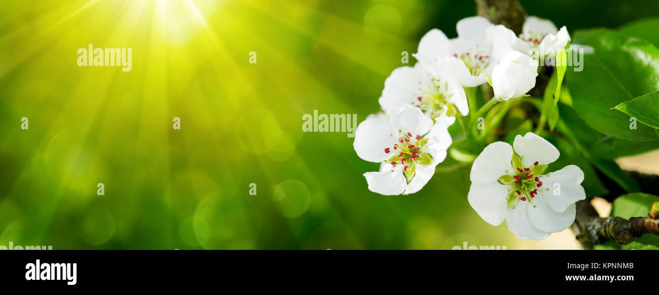 Pear tree blossoms in the spring garden Stock Photo - Alamy