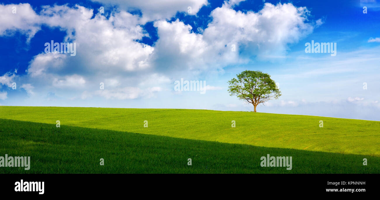 Colorful landscape with field and tree.Summer landscape with green ...