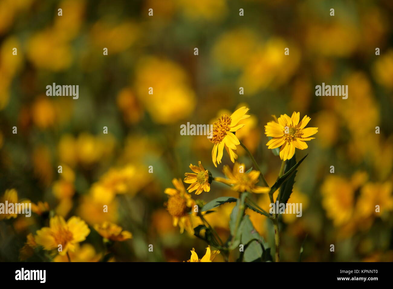 Myanmar plant hi-res stock photography and images - Alamy