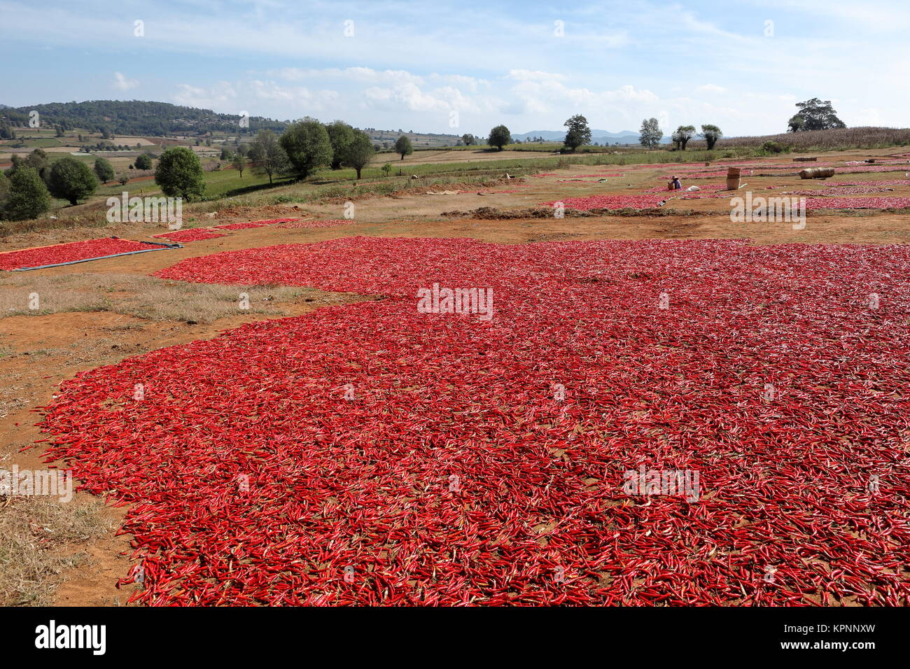 Chili Harvest in Myanmar Stock Photo - Alamy