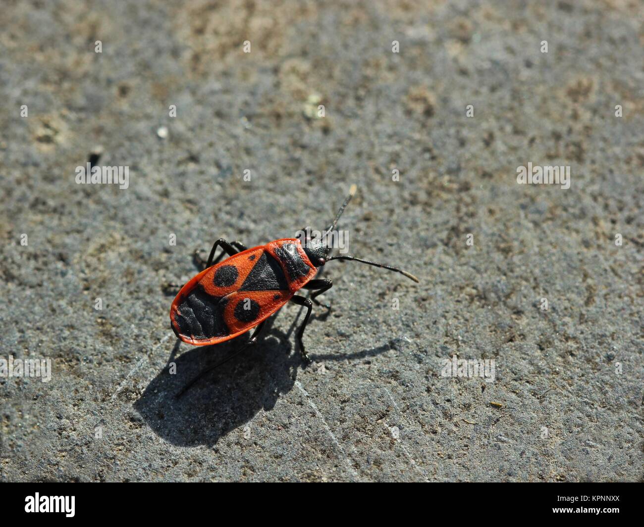 common fire bug (pyrrhocoris apterus) on stone with shadow Stock Photo ...