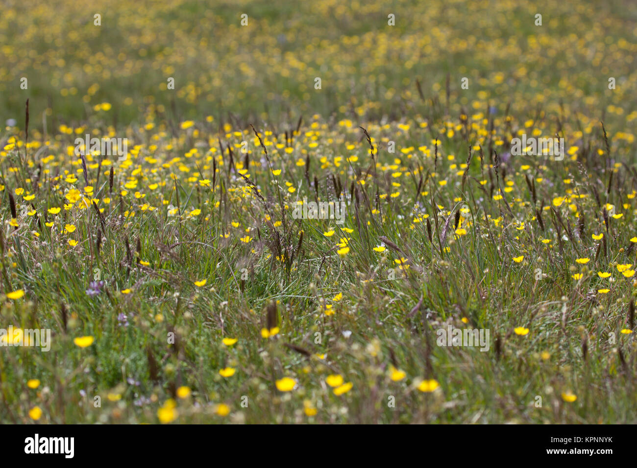 Natural alpine flora hi-res stock photography and images - Alamy