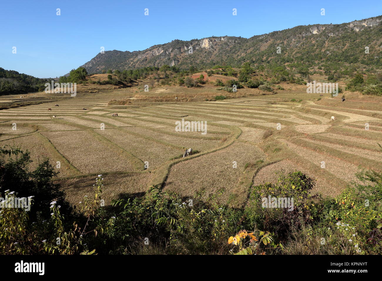 Landscapes of Myanmar Stock Photo - Alamy