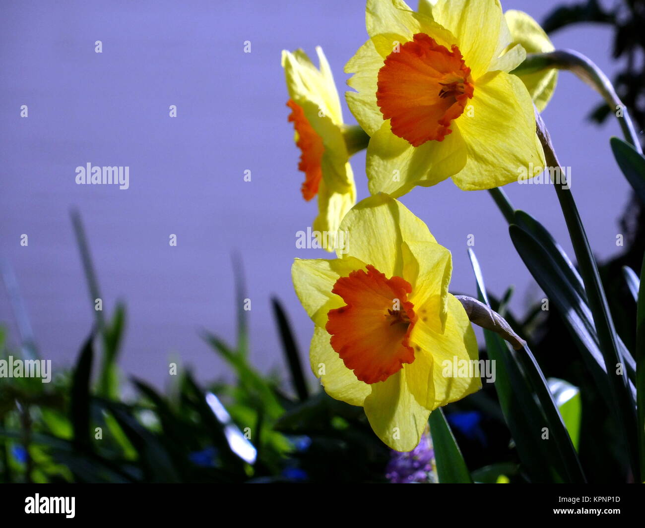 flowering daffodils in spring Stock Photo - Alamy