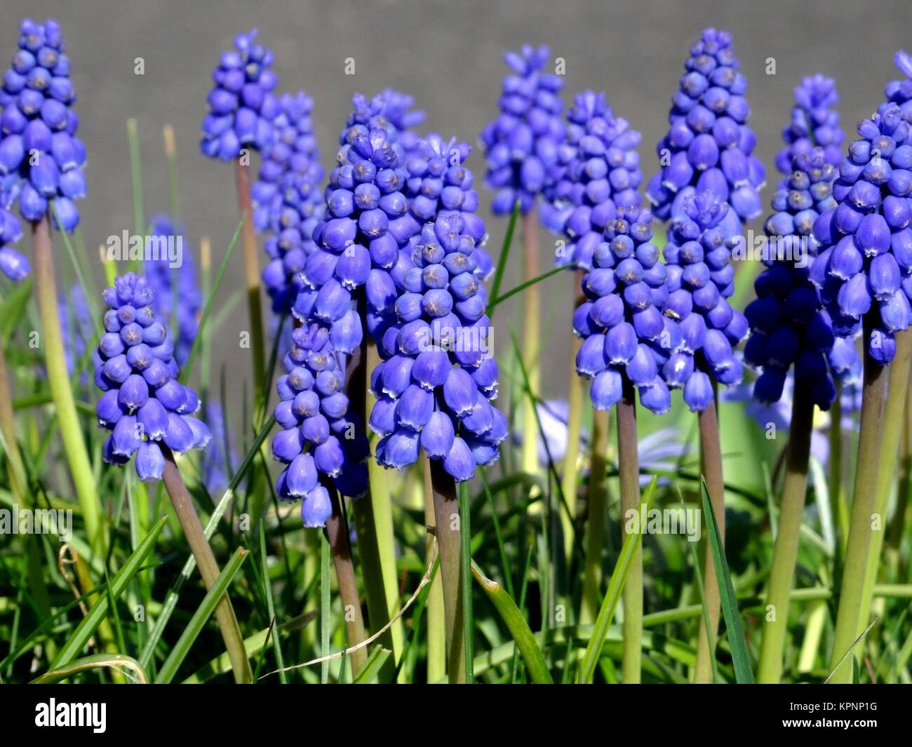 Grapes hyacinth hi-res stock photography and images - Alamy