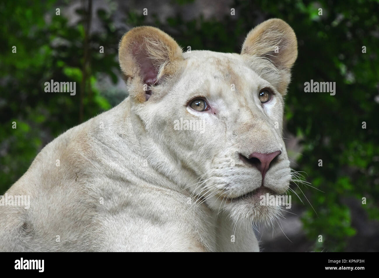 Young white lioness portrait in zoo close up Stock Photo - Alamy