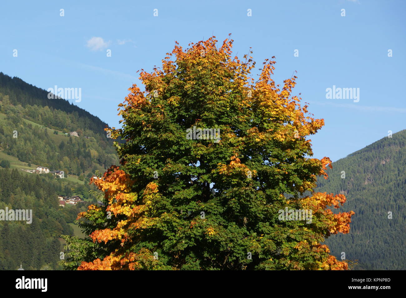 Ahornbaum mit beginnender Herbstfärbung Stock Photo - Alamy
