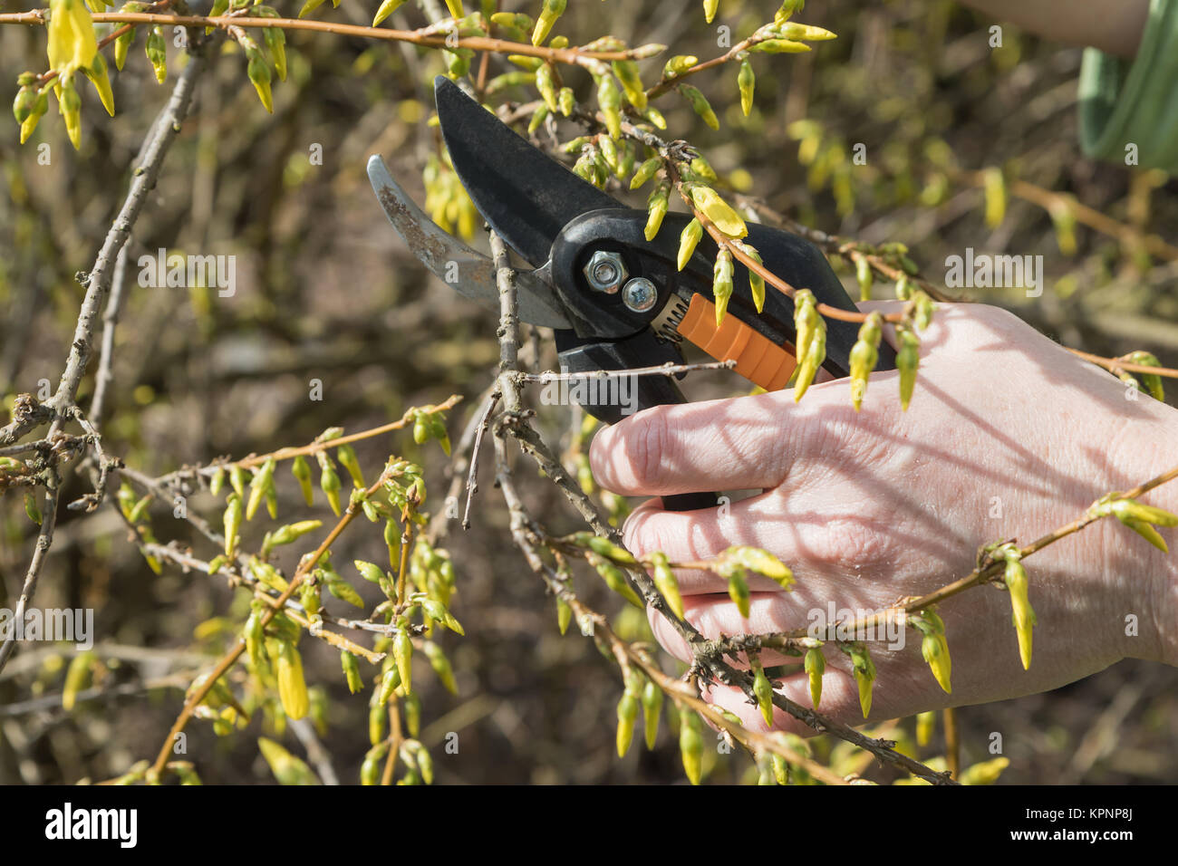 Female gardener cutting bushes hi-res stock photography and images - Alamy