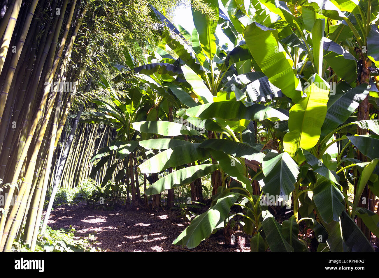 banana tree in the park Anduze bamboo Stock Photo - Alamy