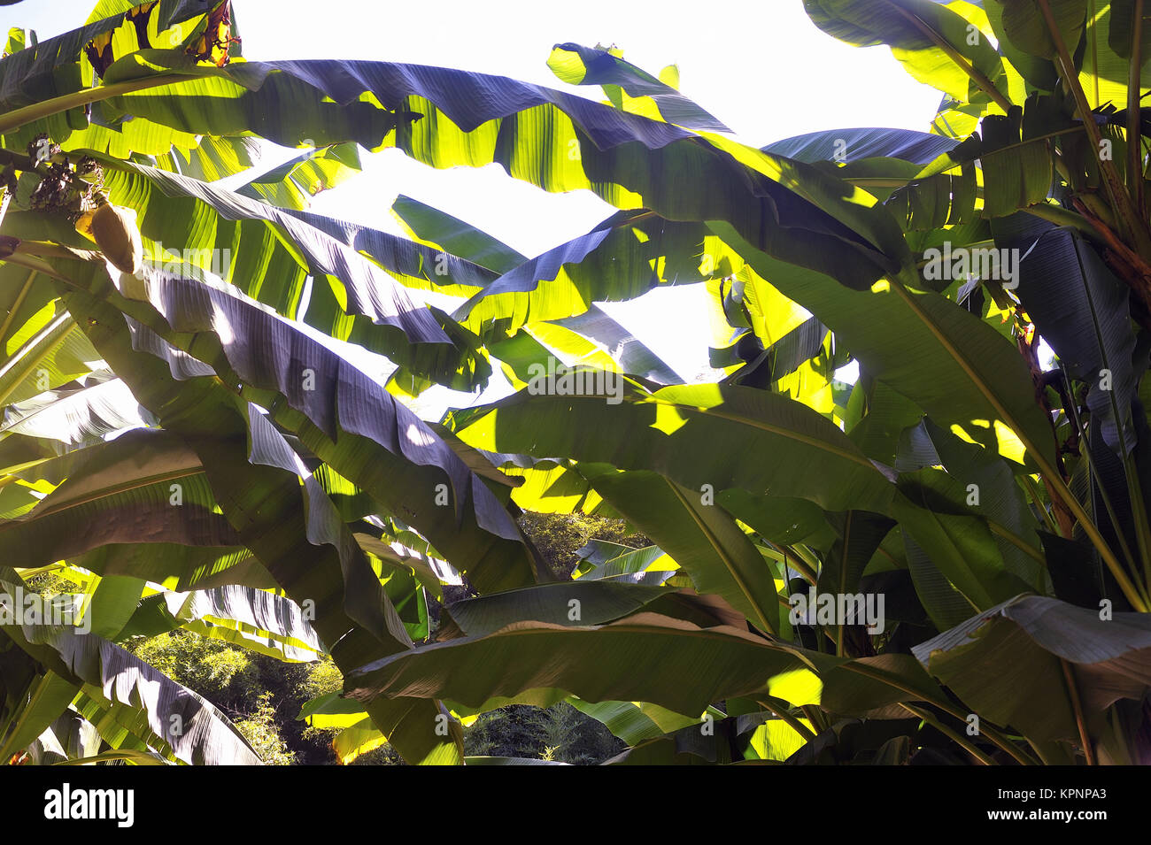 banana tree in the park Anduze bamboo Stock Photo - Alamy