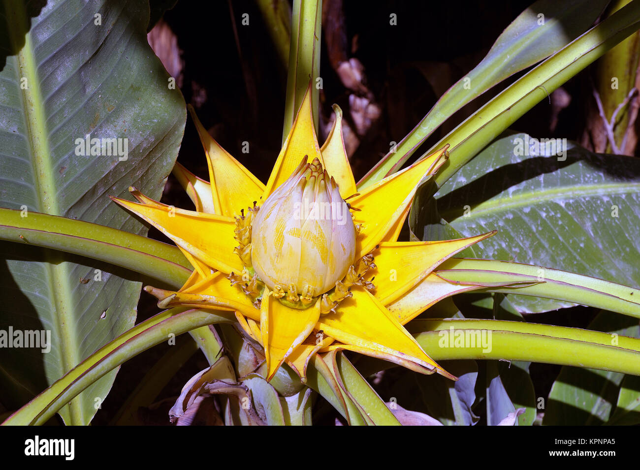 banana tree in the park Anduze bamboo Stock Photo - Alamy
