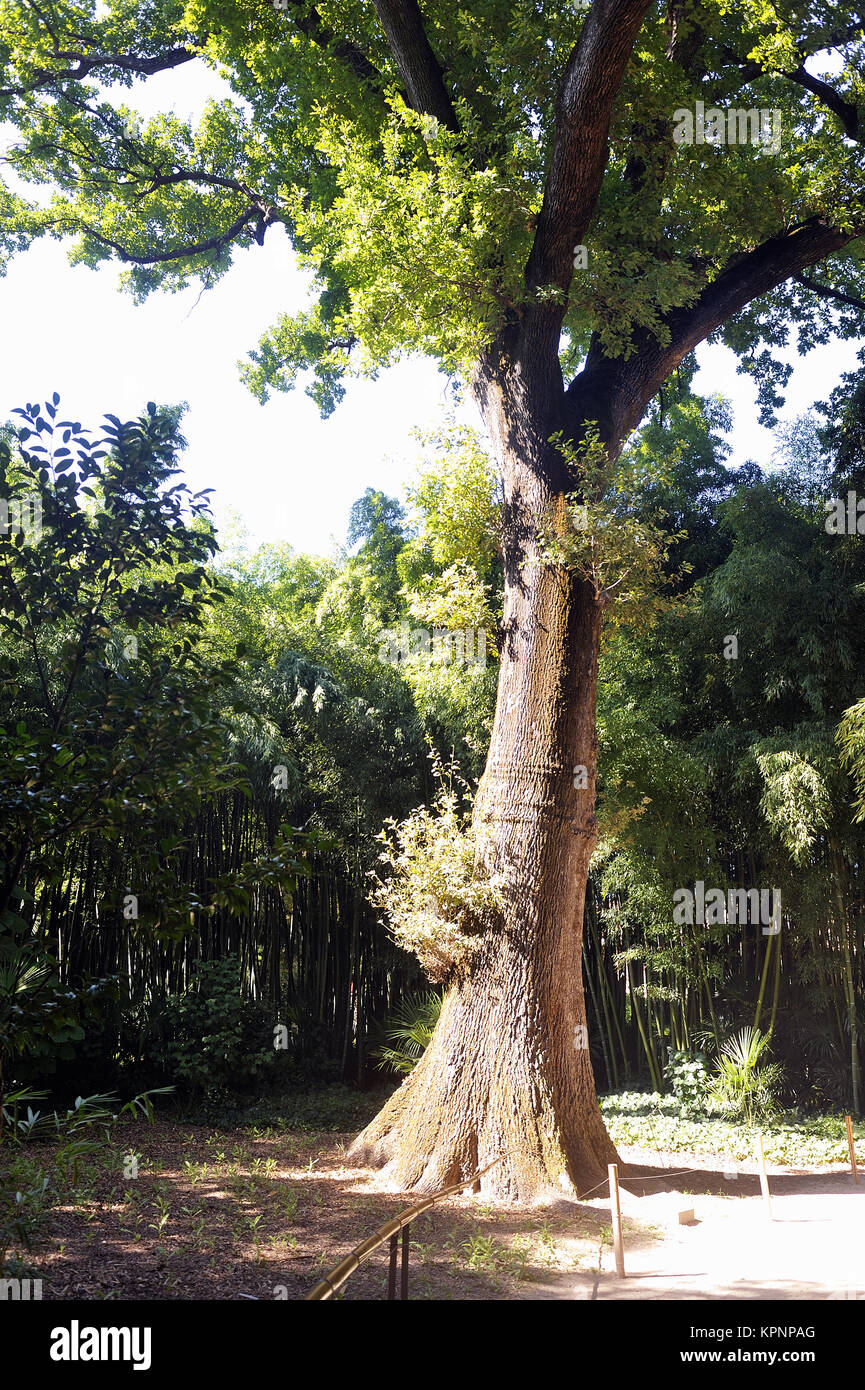 An old oak tree Stock Photo - Alamy