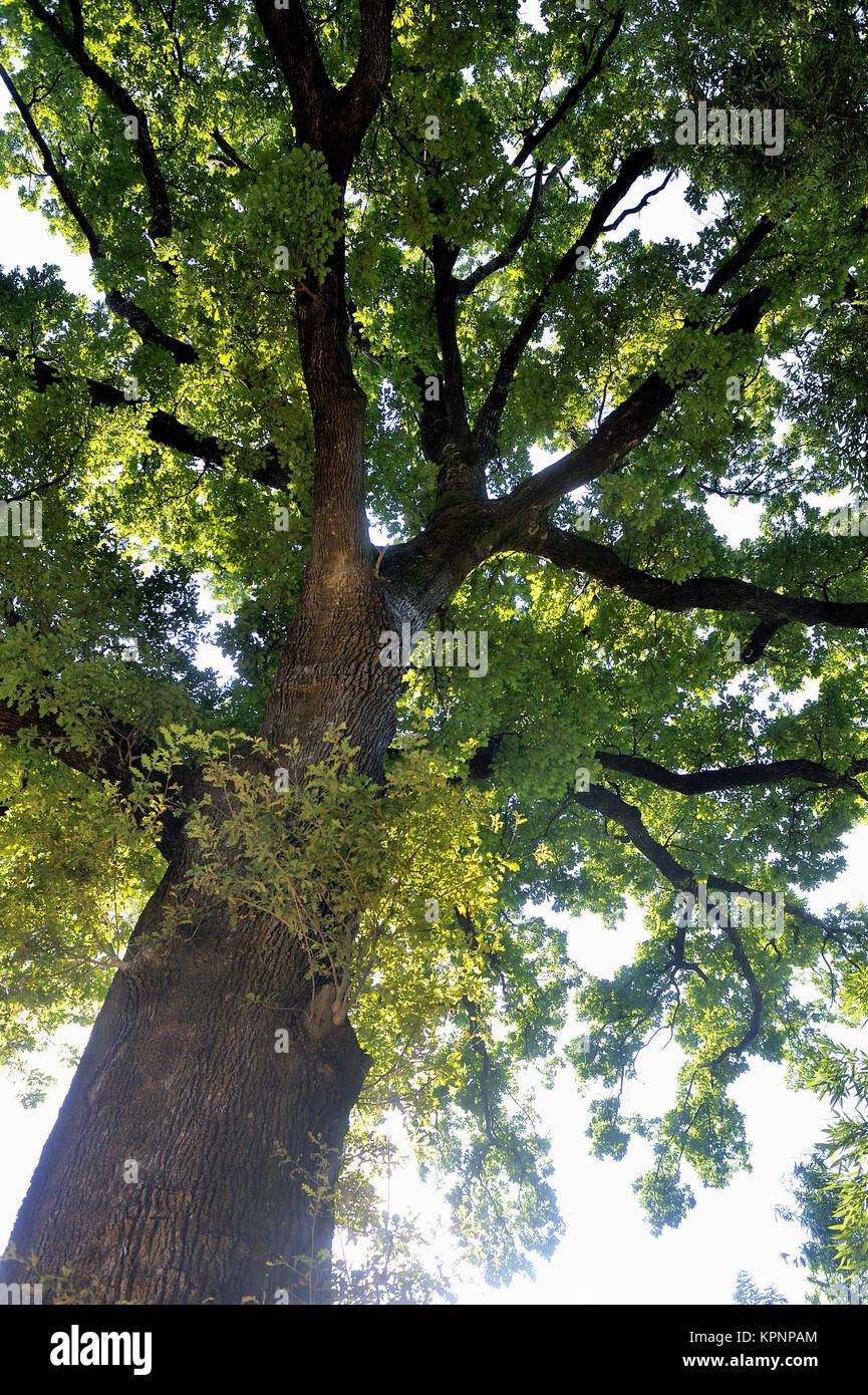 An old oak tree Stock Photo - Alamy