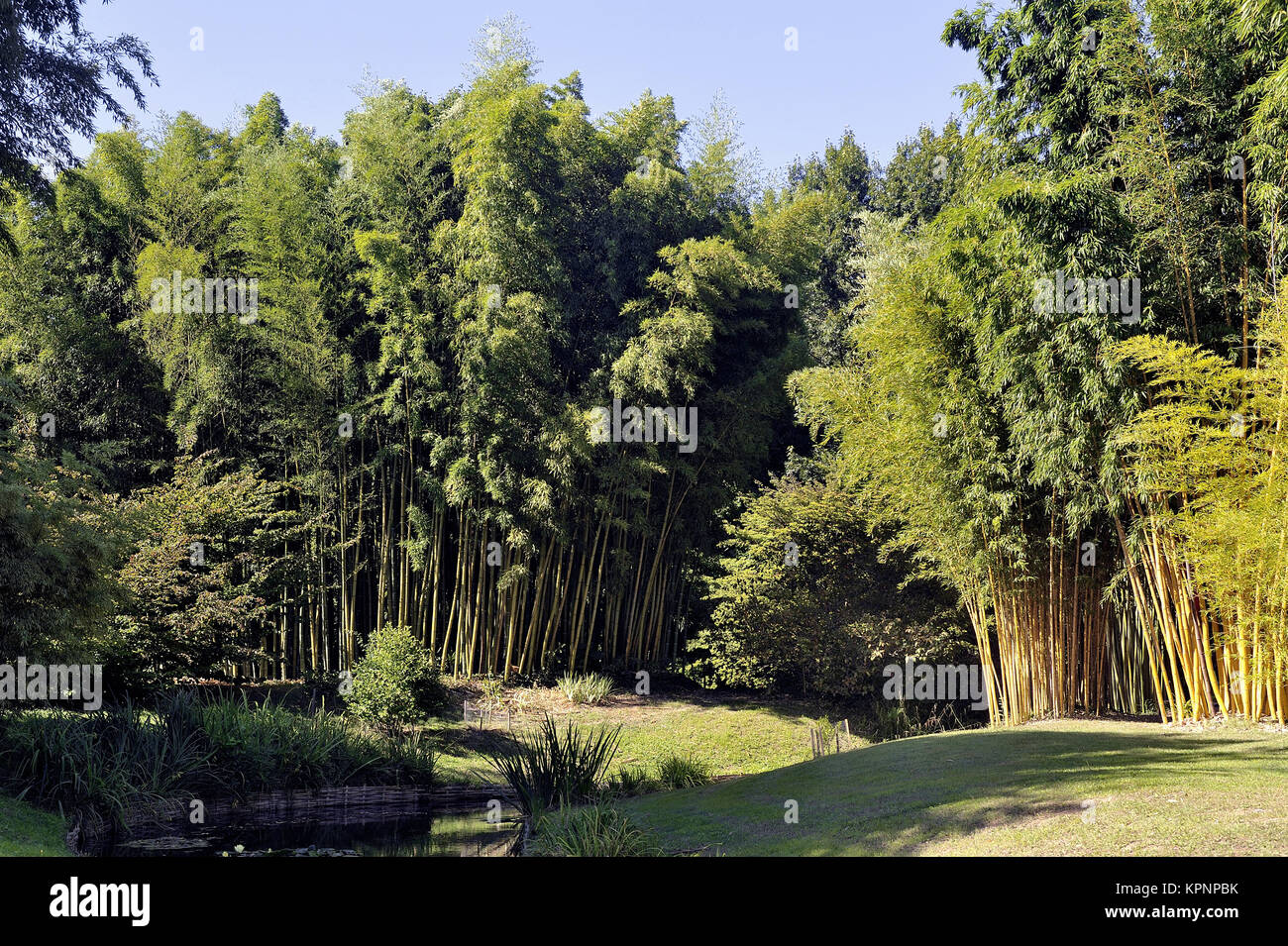Park Anduze bamboo Stock Photo - Alamy