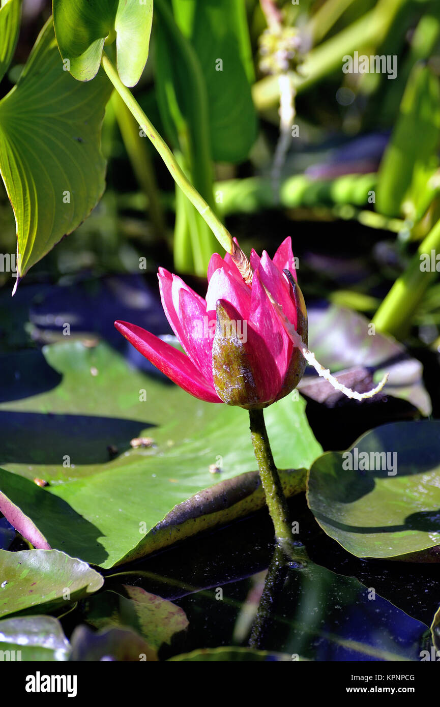 lily flower on a decorative pool in a landscaped park Stock Photo - Alamy