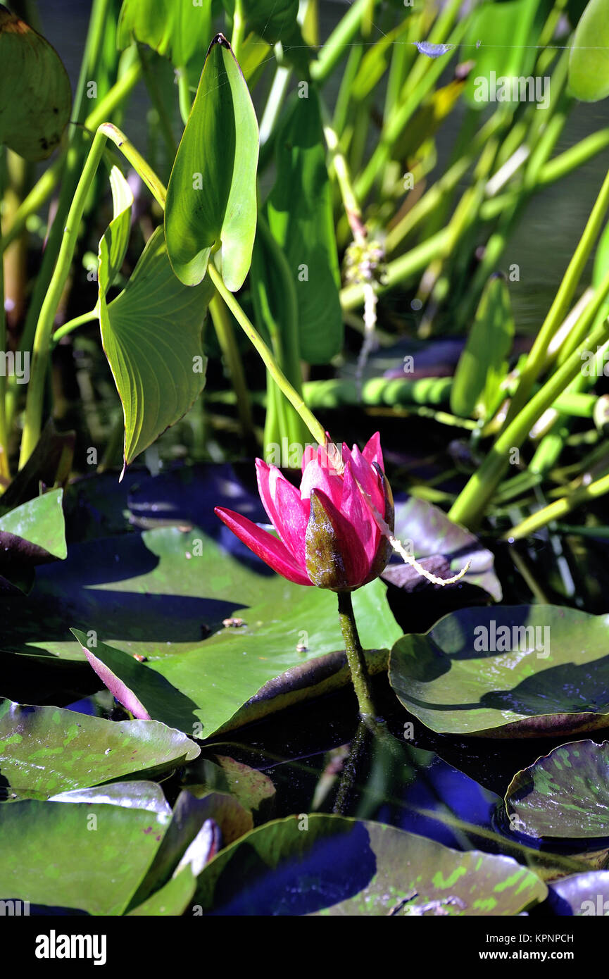 lily flower on a decorative pool in a landscaped park Stock Photo - Alamy