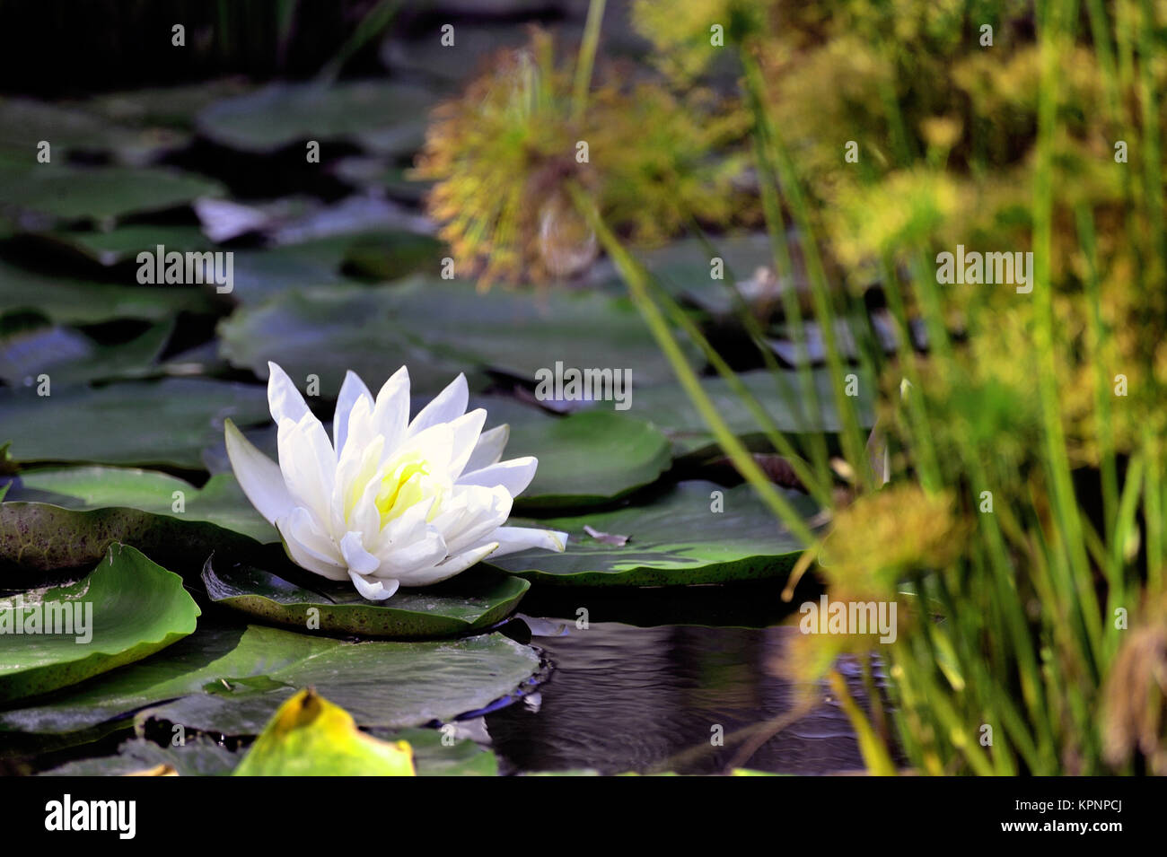 lily flower on a decorative pool in a landscaped park Stock Photo - Alamy