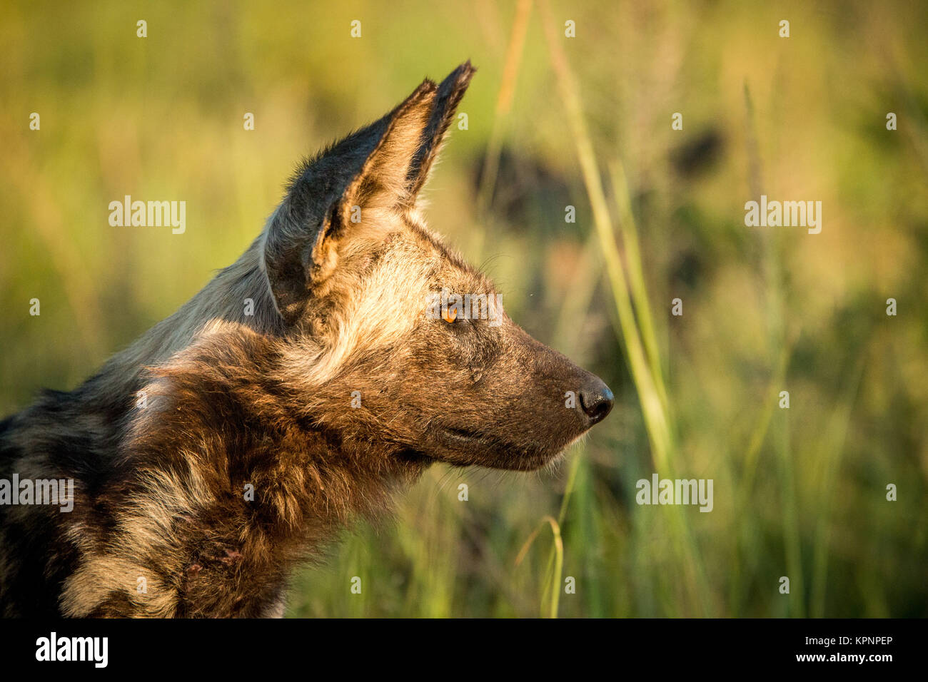 Side profile african wild dog hi-res stock photography and images - Alamy