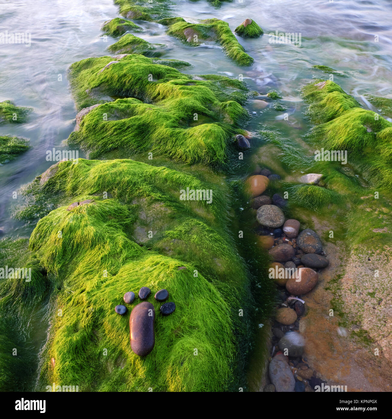 foot, pebble, seaweed, art, seaside Stock Photo - Alamy