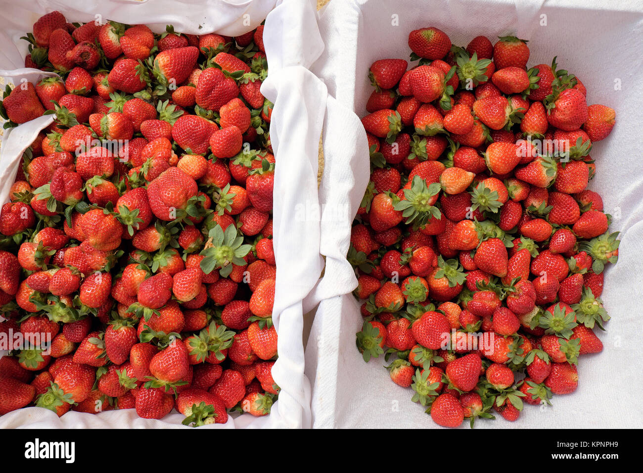 strawberry,Da Lat, dalat, fruit, agriculture Stock Photo - Alamy