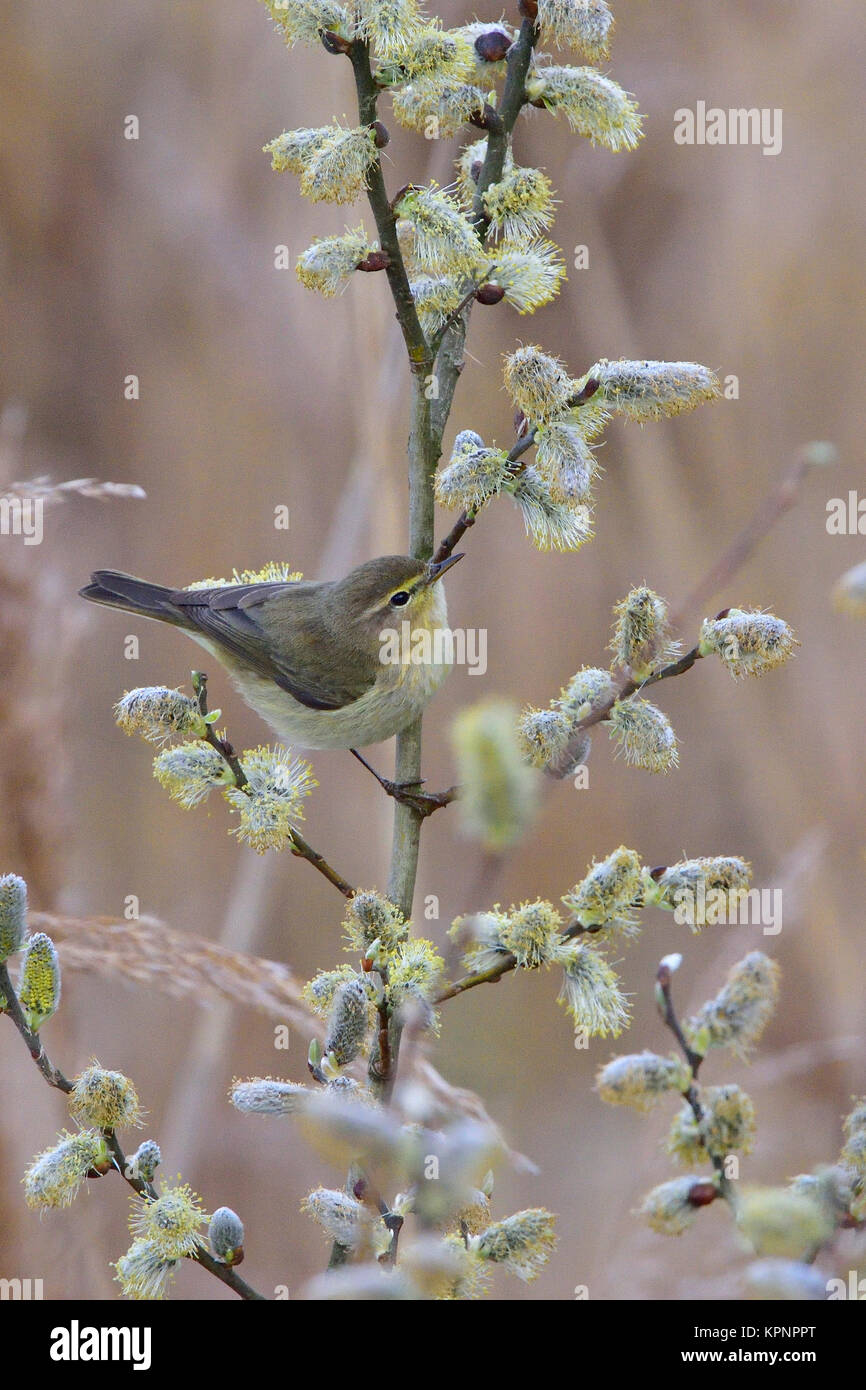 Nosey birds hi-res stock photography and images - Alamy