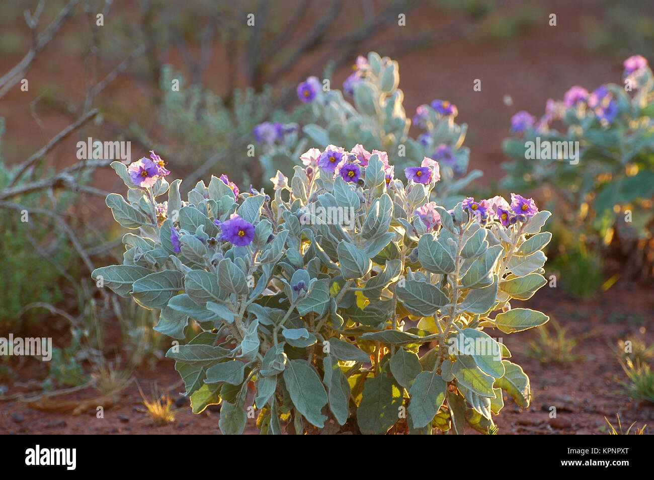 The Australian bush Stock Photo - Alamy
