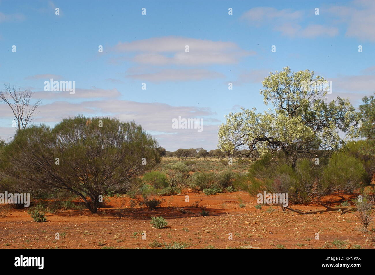 The Australian bush Stock Photo - Alamy