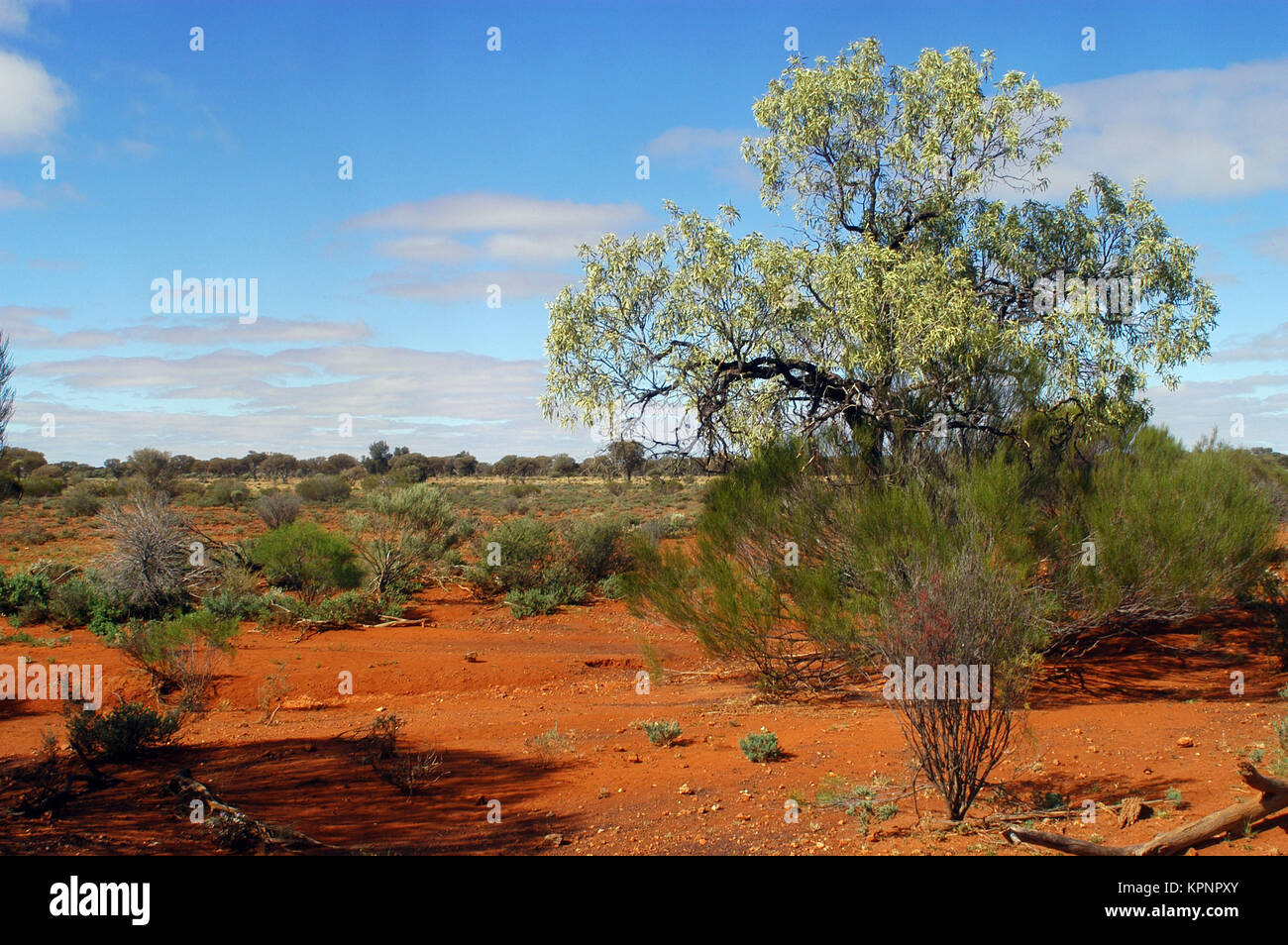 The Australian bush Stock Photo - Alamy
