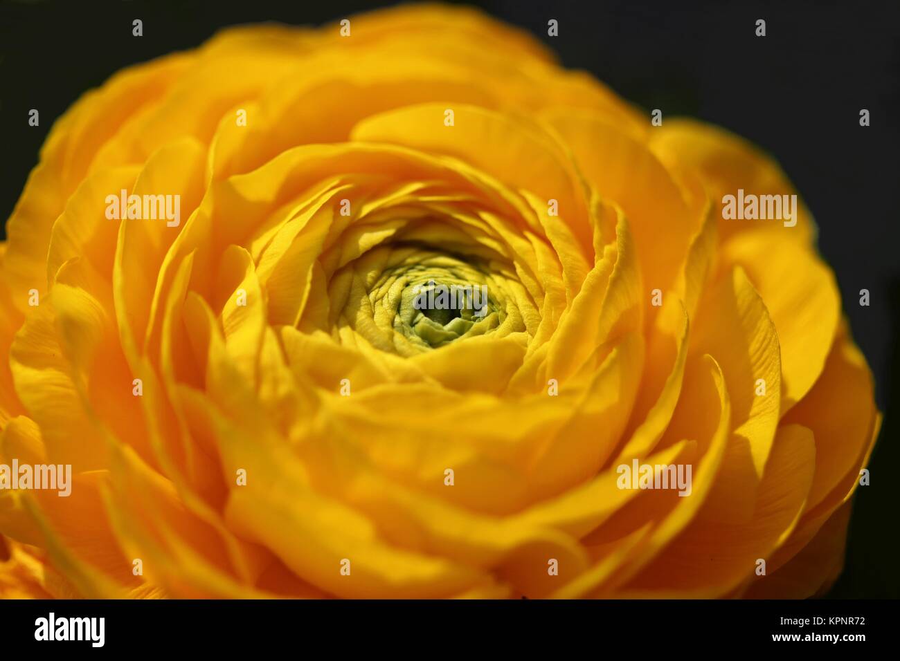Yellow Ranunkel flower Stock Photo - Alamy