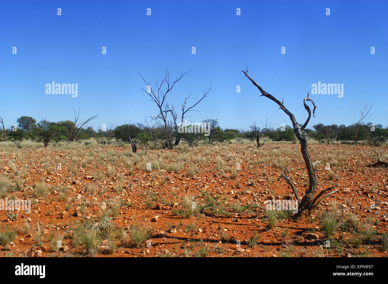 landscape of the Australian bush Stock Photo - Alamy