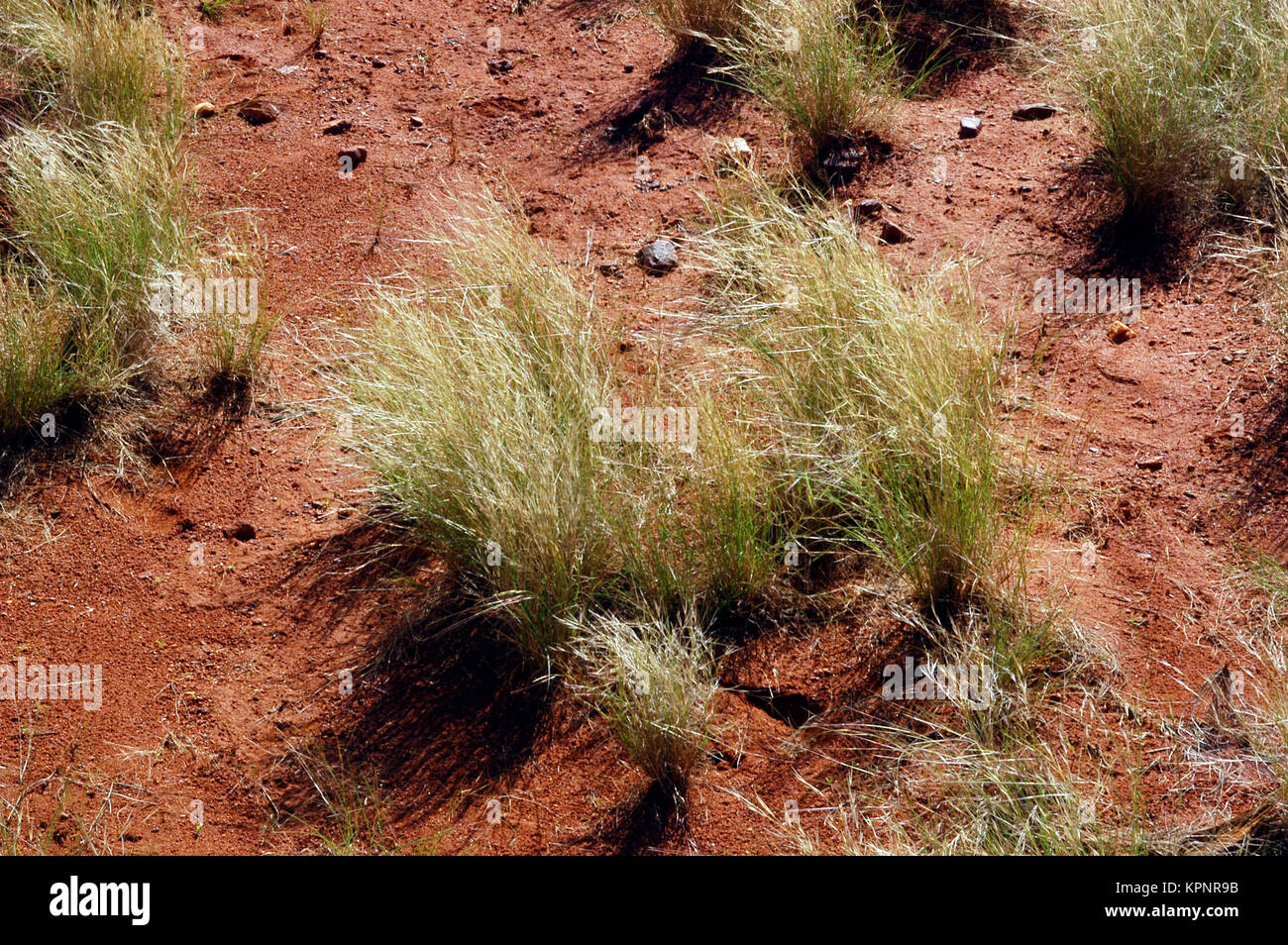 landscape of the Australian bush Stock Photo - Alamy