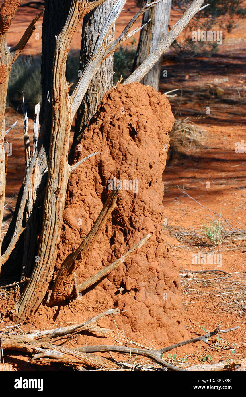 termite mound in the Australian bush Stock Photo - Alamy