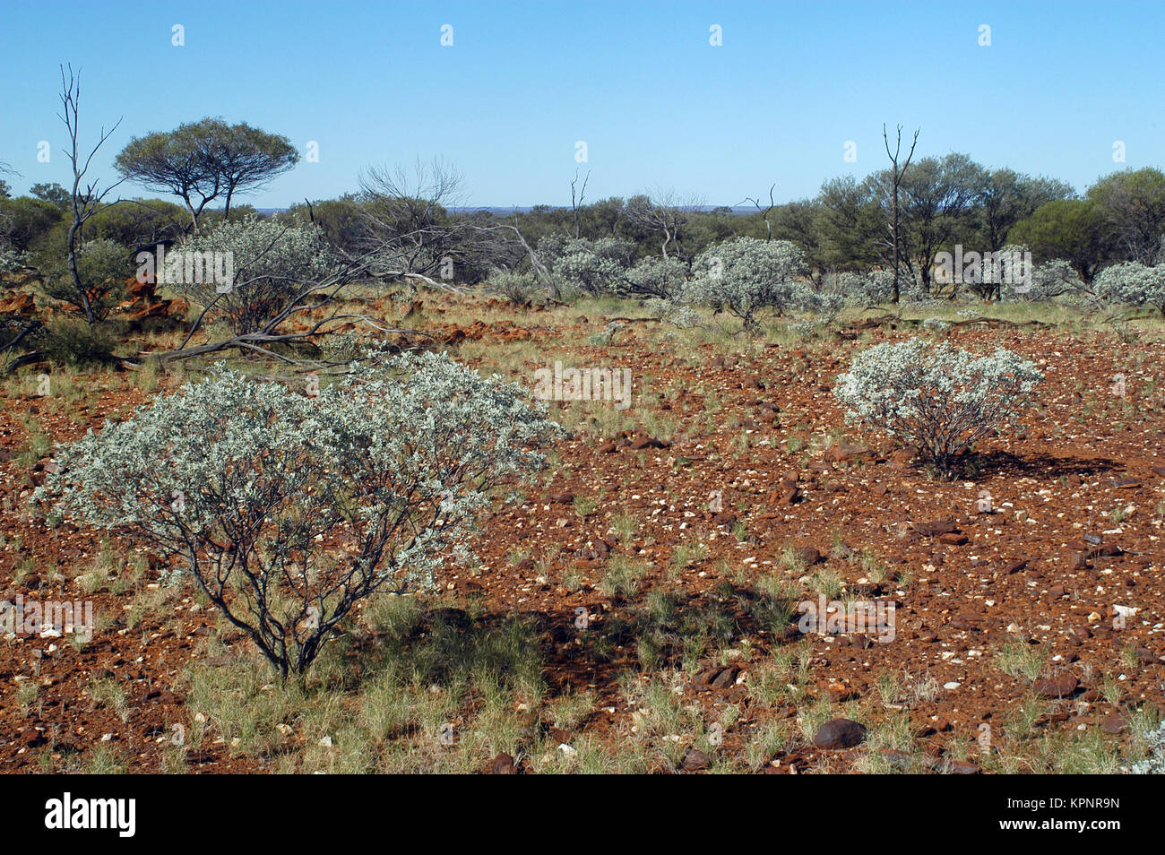 landscape of the Australian bush Stock Photo - Alamy