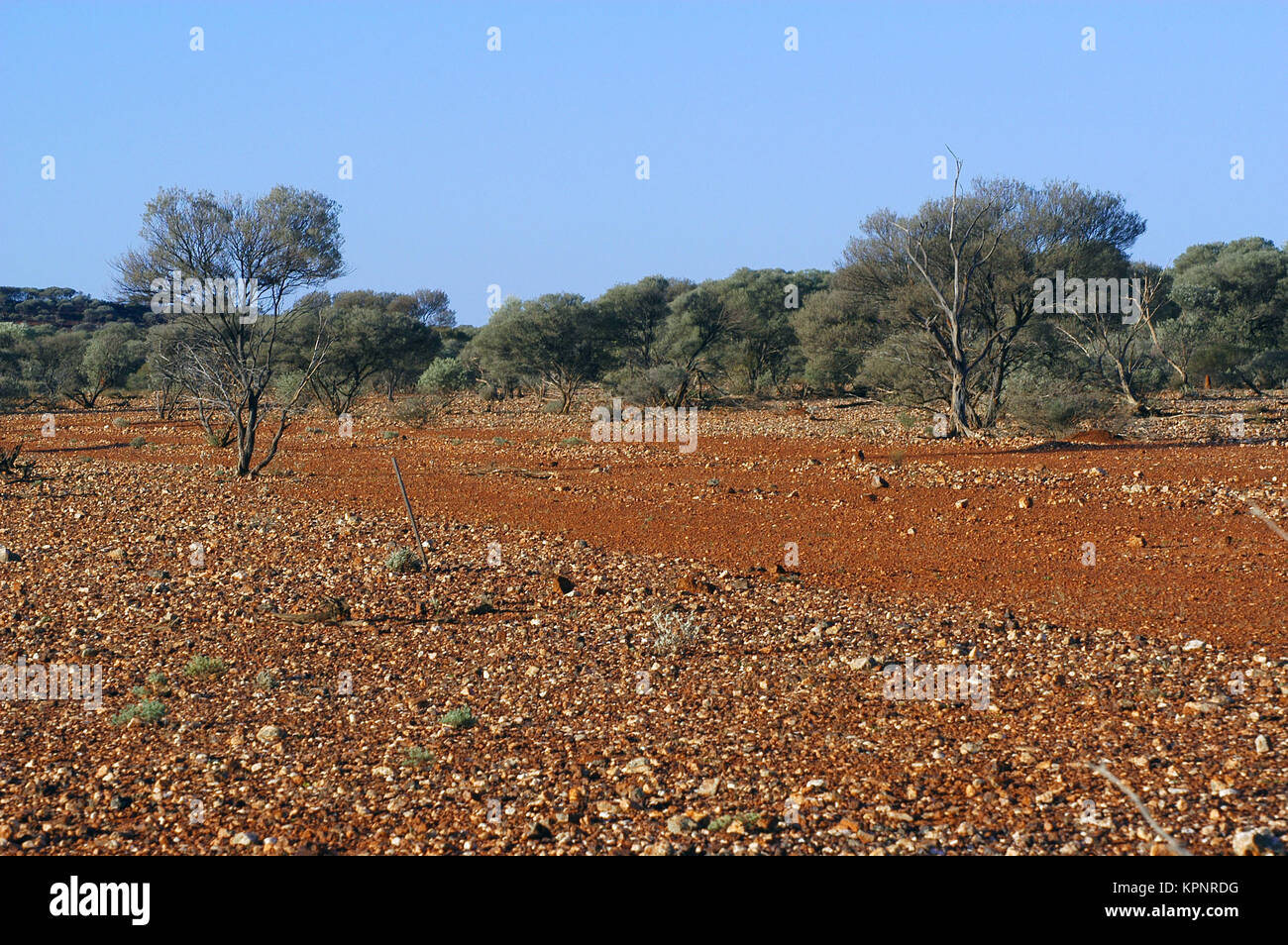 landscape of the Australian bush Stock Photo - Alamy